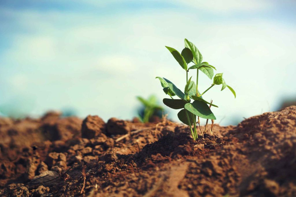 Beans Farming For Beginners | Greenlife | 2025 Update