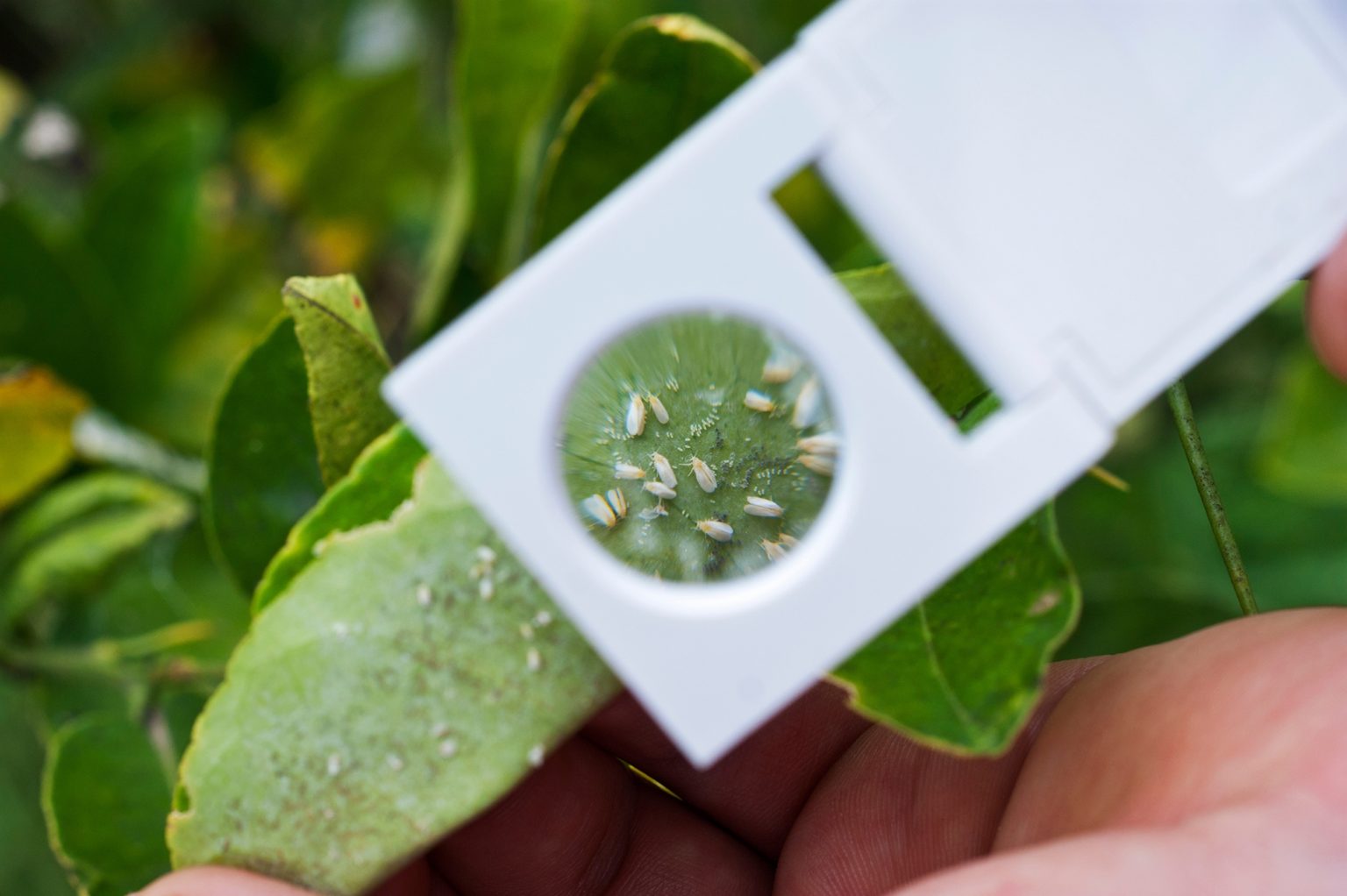 Crop Scouting | Greenlife | 2025 Update