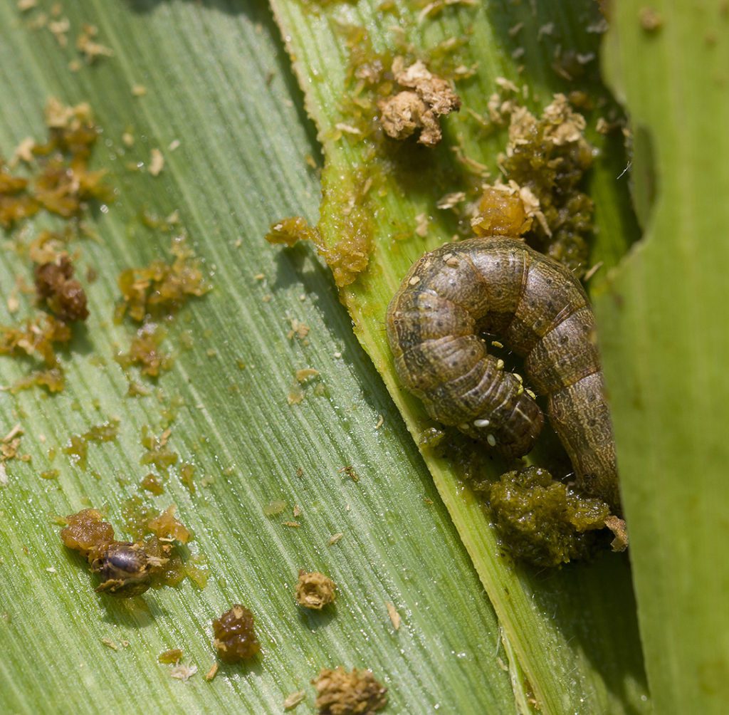 Managing Fall Armyworm Threat In Maize | Greenlife | 2025 Update