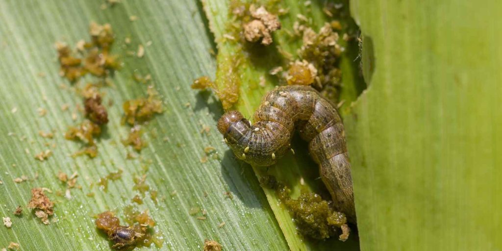 Insect And Disease Management In Cereals | Greenlife | 2025 Update