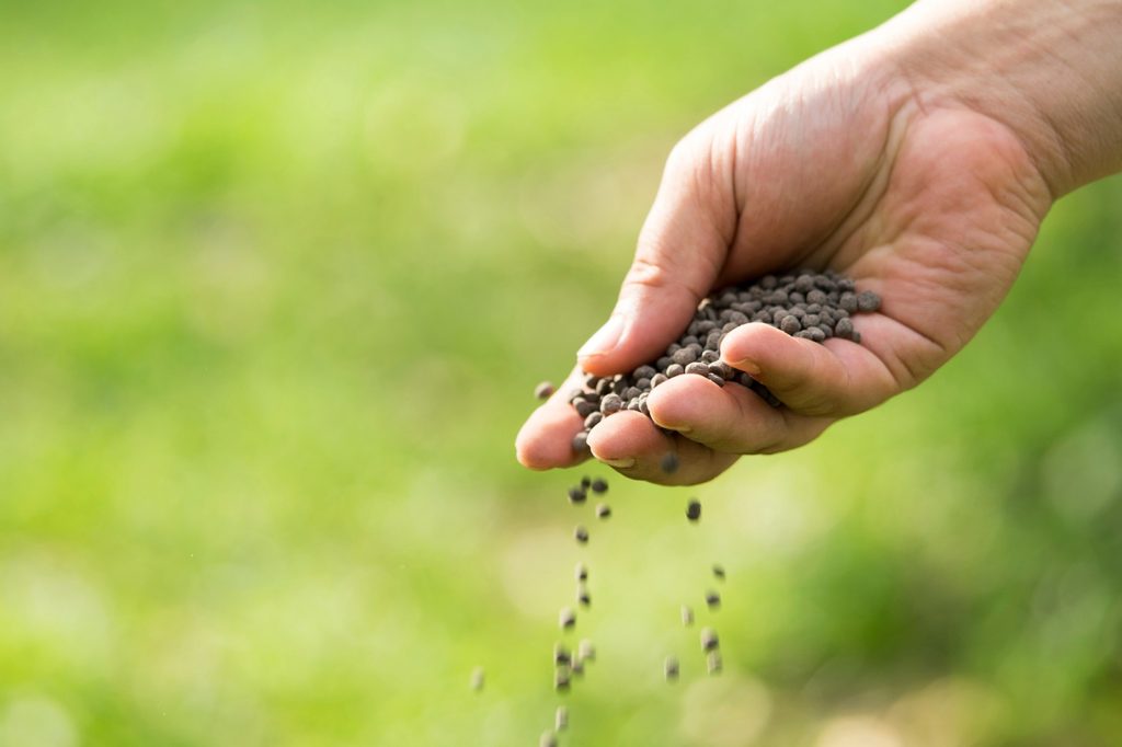 Beans Farming For Beginners | Greenlife | 2025 Update