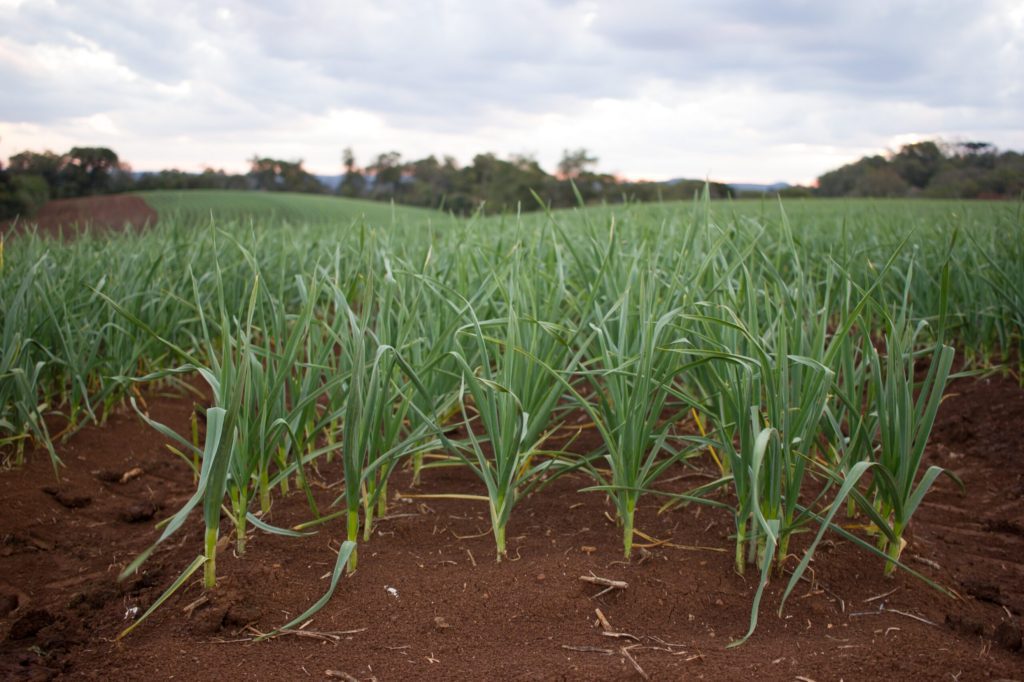 Garlic Farming In Kenya | Greenlife | 2025 Update