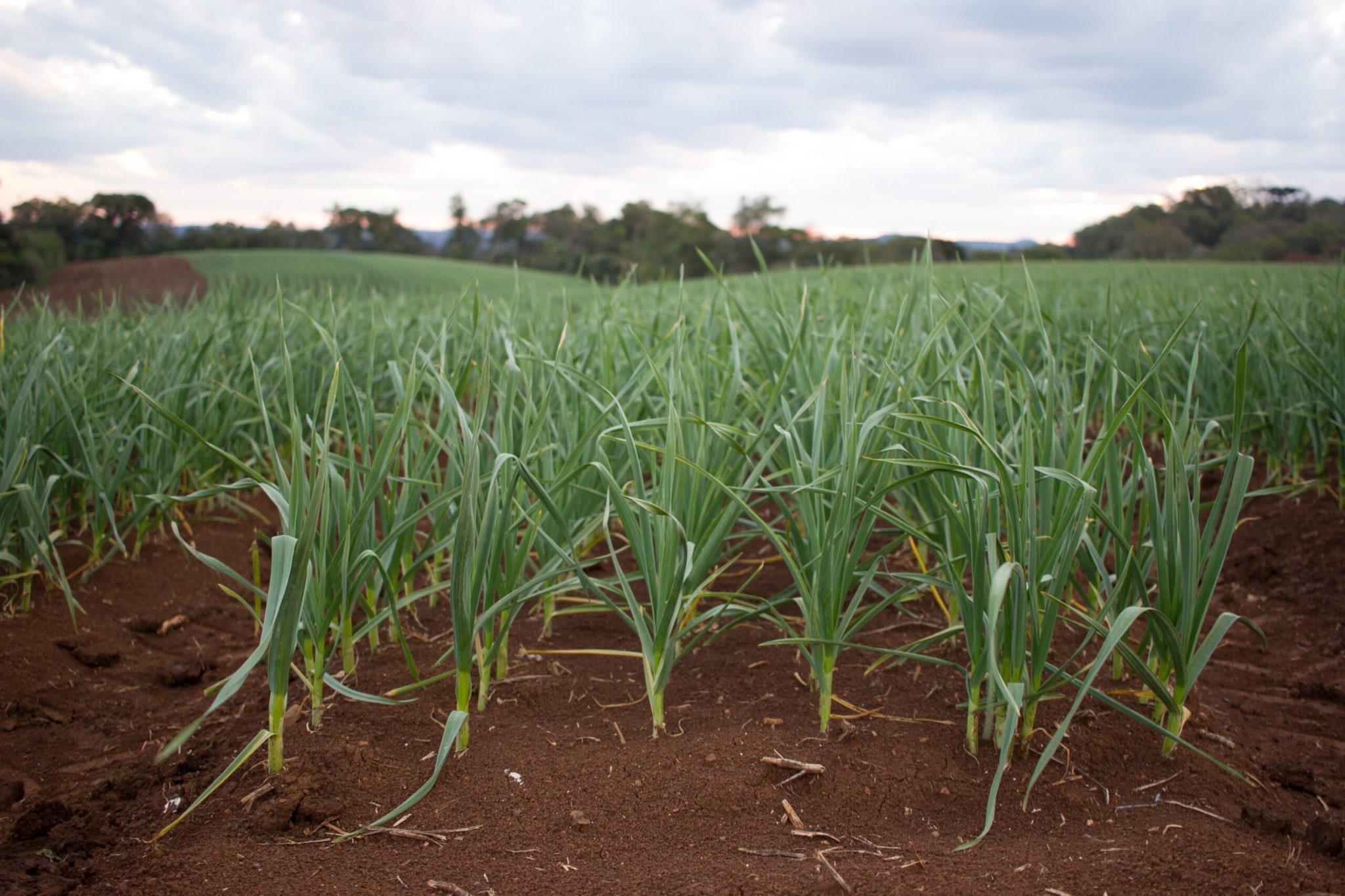 Garlic Farming In Kenya | Greenlife | 2025 Update