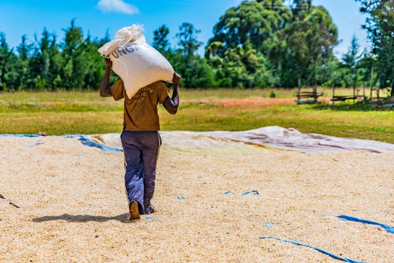 Expert Guide To Maize Farming In Kenya | 2026 Update