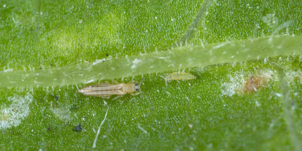 False Codling Moth In Roses | Greenlife | 2025 Update