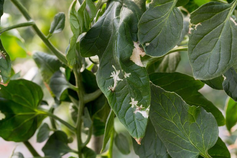 Weed Management In Cabbage | Greenlife | 2024 Update