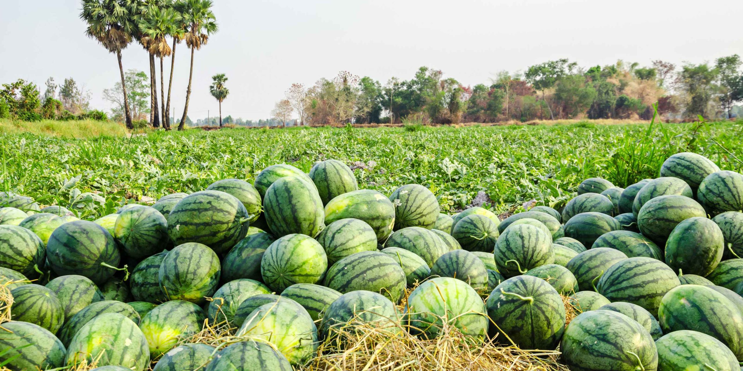 Watermelon Farm