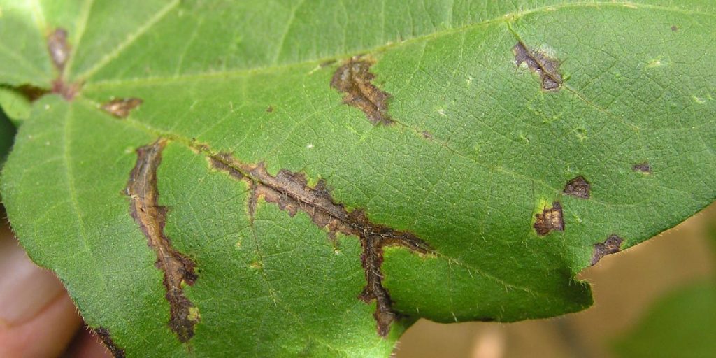 Beans Farming For Beginners | Greenlife | 2025 Update