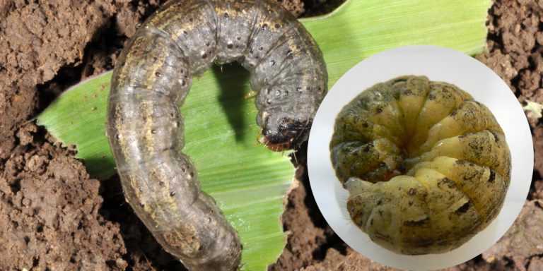 Cut Worms | Greenlife | 2025 Update