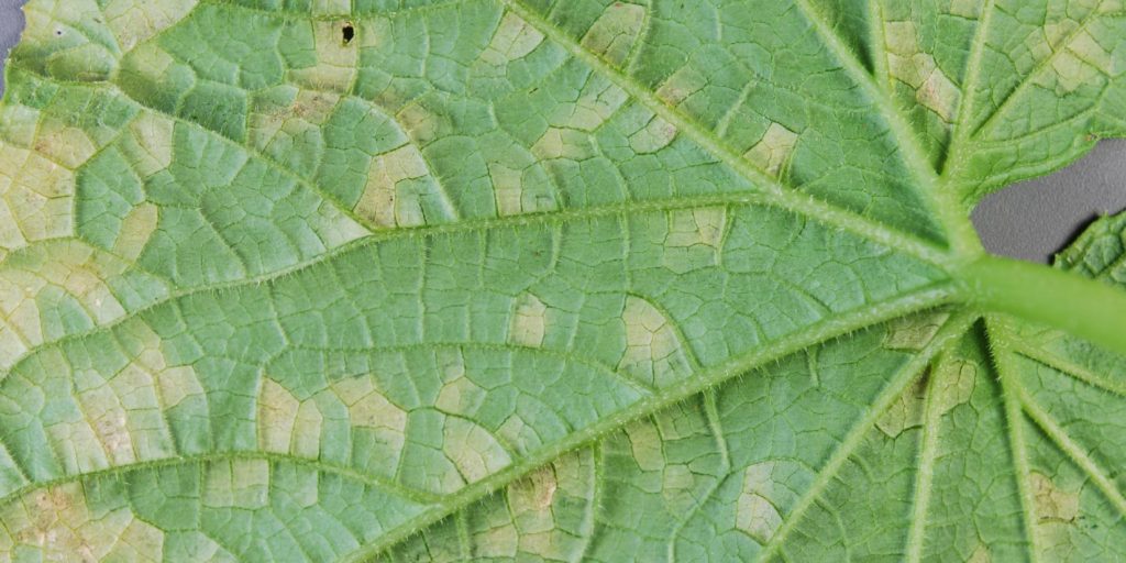 Herbicides | Greenlife Crop Protection Africa