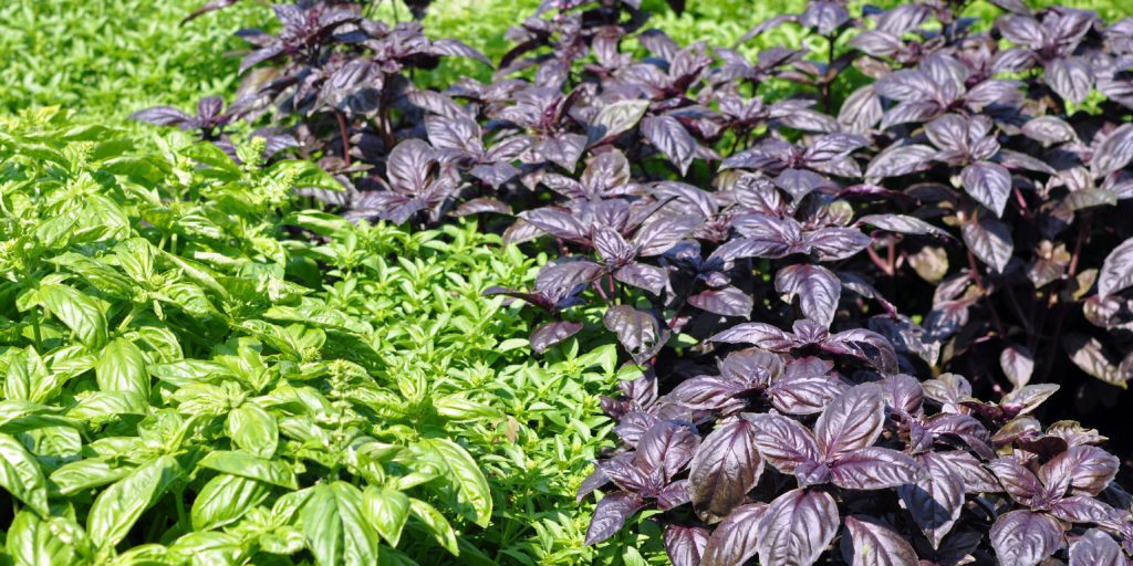 Weed Management In Cabbage | Greenlife | 2025 Update