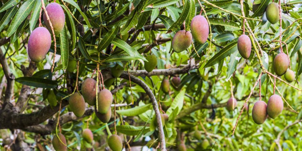 Insecticides | Greenlife Crop Protection Africa