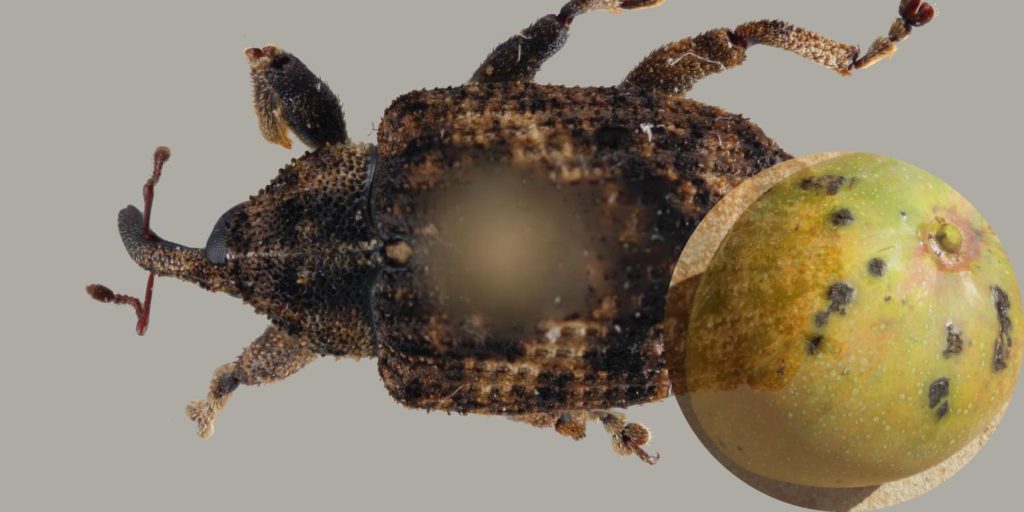 Mango Seed Weevil | Greenlife | 2025 Update