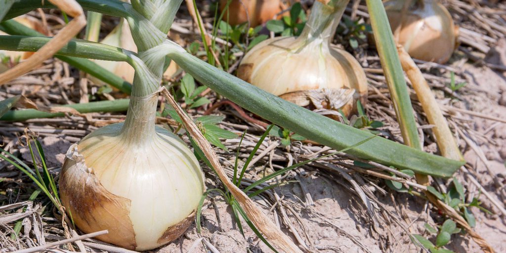 Weed Management In Onions | Greenlife | 2024 Update