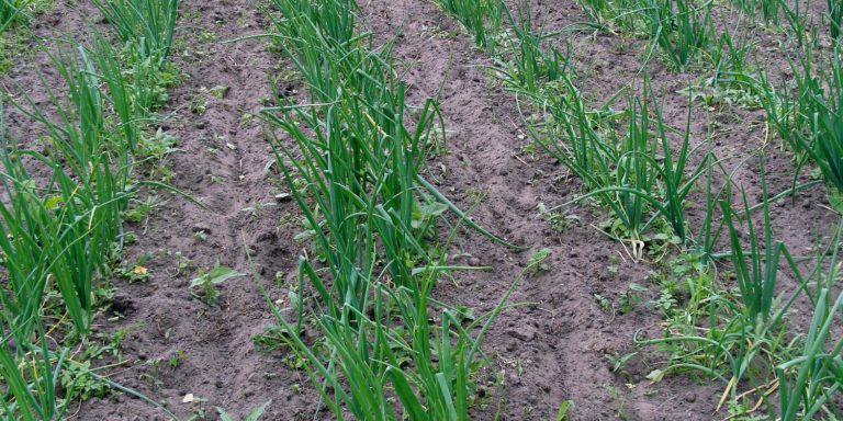 Weed Management In Onions | Greenlife | 2023 Update