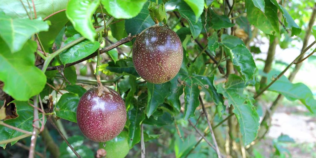 Garlic Farming In Kenya | Greenlife | 2025 Update