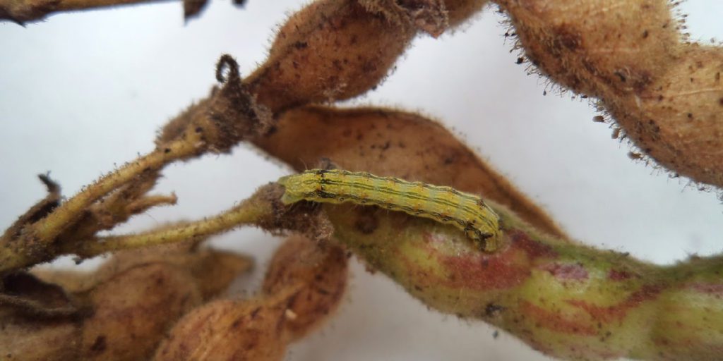 Foliar Fertilizers | Greenlife Crop Protection Africa