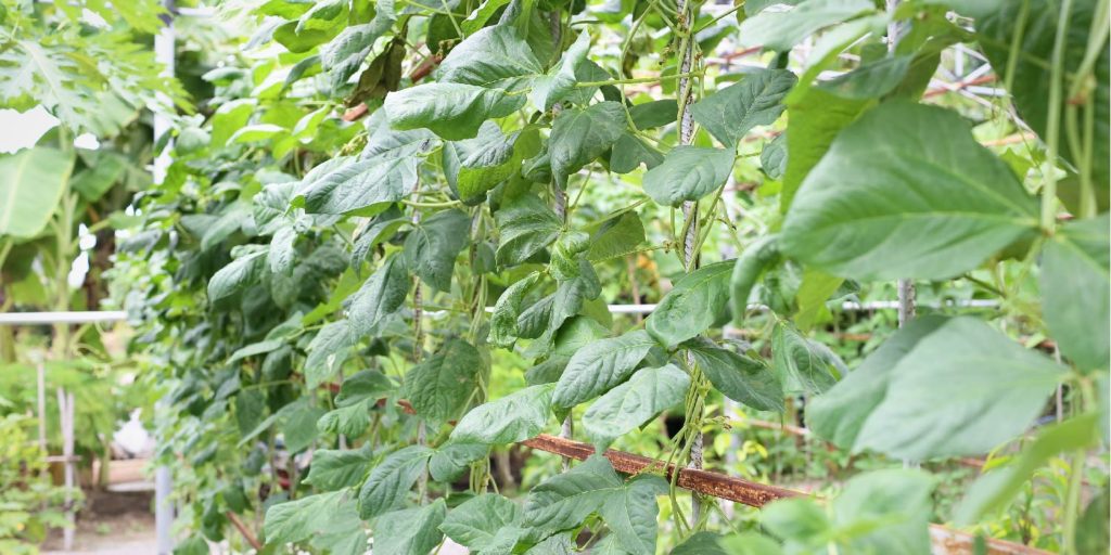 Cowpea Production | Greenlife | 2025 Update