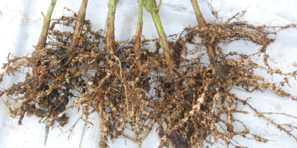 Root Knot Nematode | Greenlife | 2025 Update