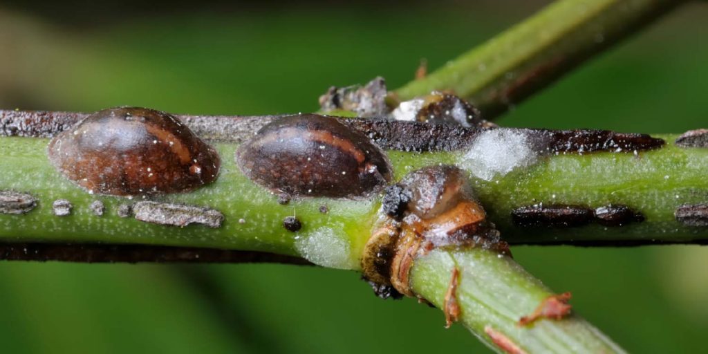 Mango Farming Beginner Guide | Greenlife | 2025 Update