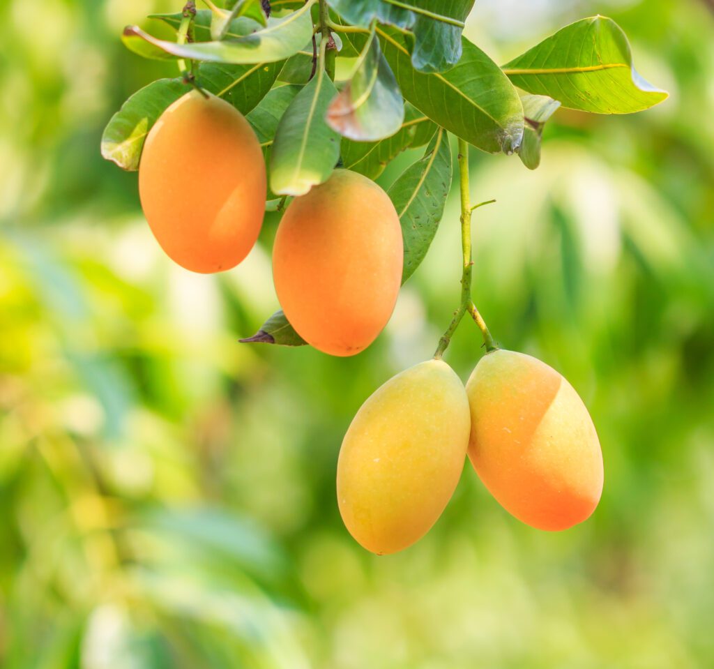 Mango Production | Greenlife | 2026 Update