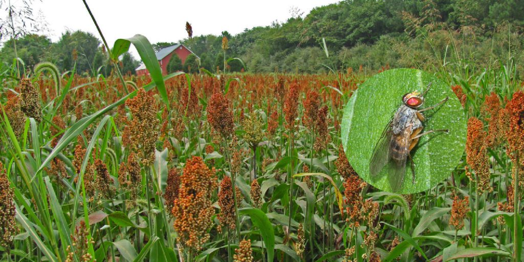 Sorghum Shoot Fly | Greenlife | 2025 Update