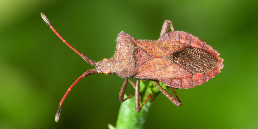 Foliar Fertilizers | Greenlife Crop Protection Africa