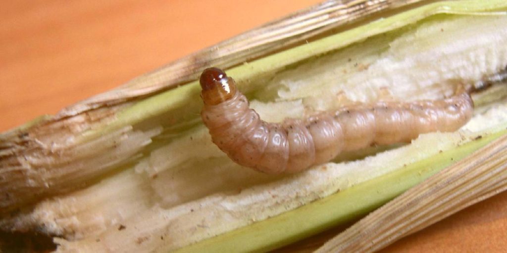 Managing Fall Armyworm Threat In Maize | Greenlife | 2025 Update